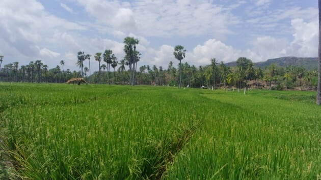 De beste reistips voor Rote Island West Timor Indonesië